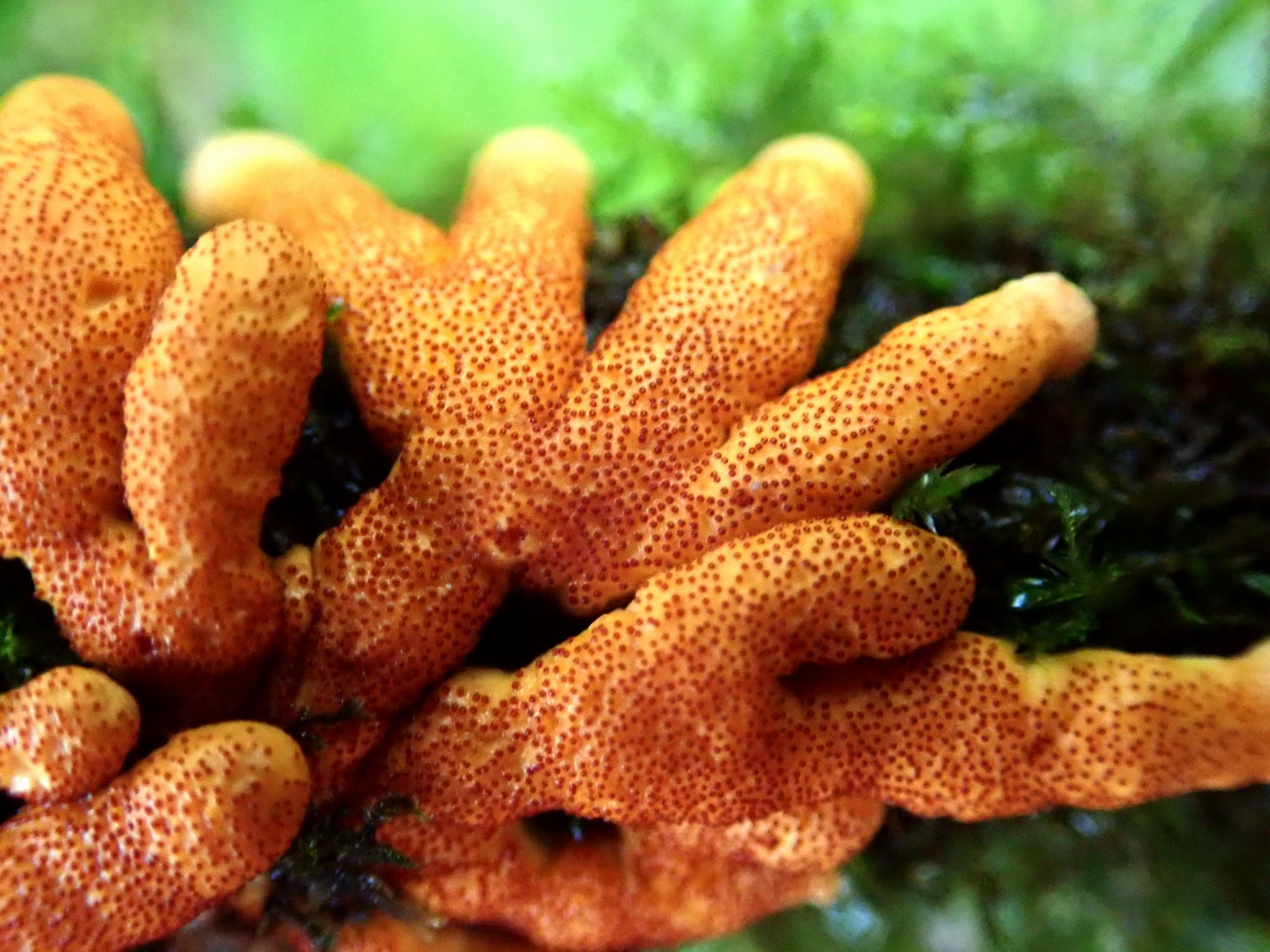 Découverte d'Hypocreopsis rhododendri Thaxt. dans les Landes - SOMYLA