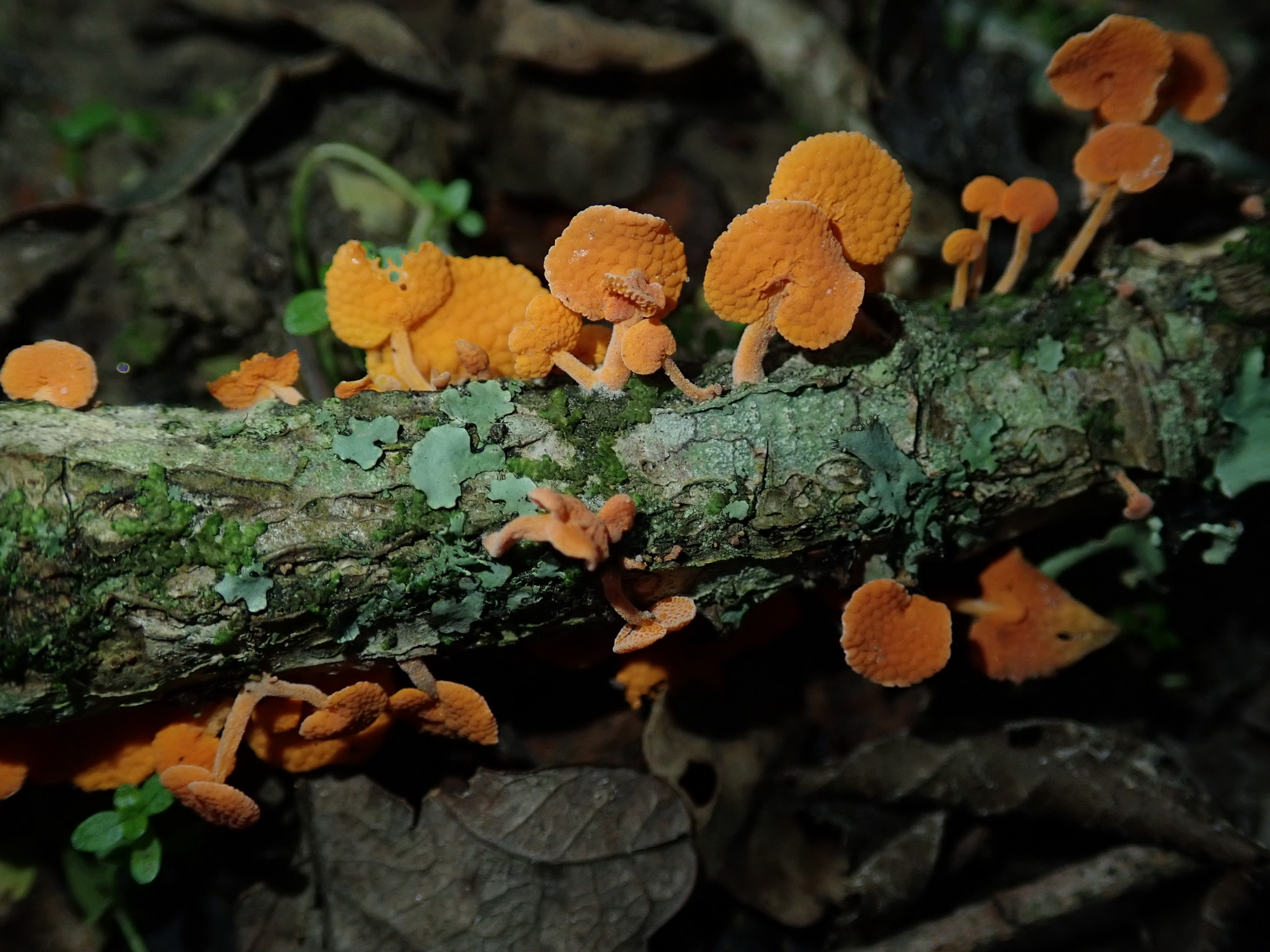 Favolaschia encore - SOMYLA
