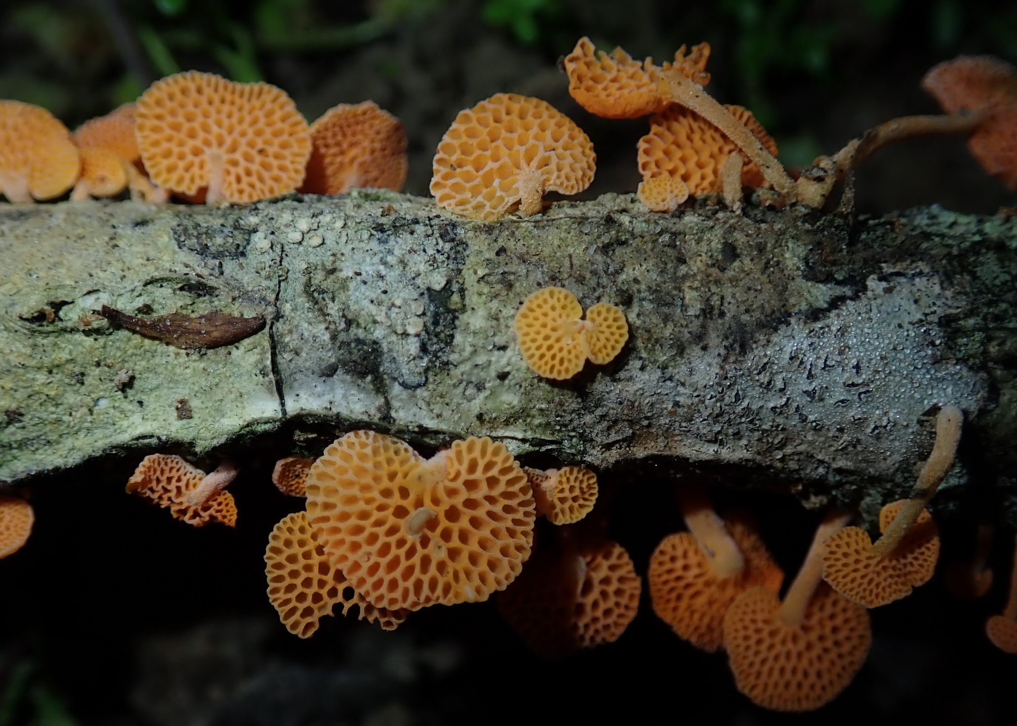Favolaschia encore - SOMYLA