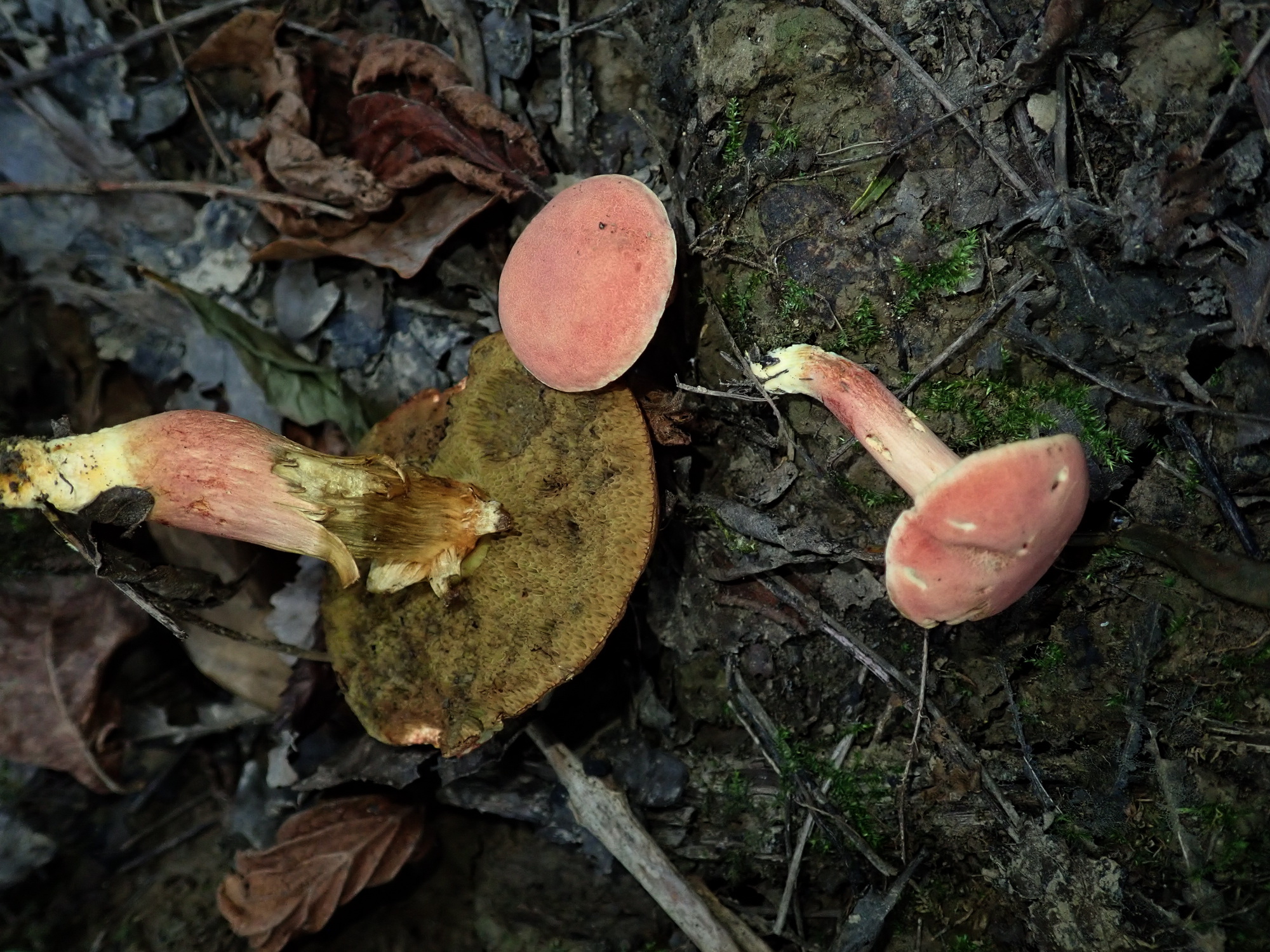 Le Bolet framboise (Hortiboletus rubellus) - SOMYLA
