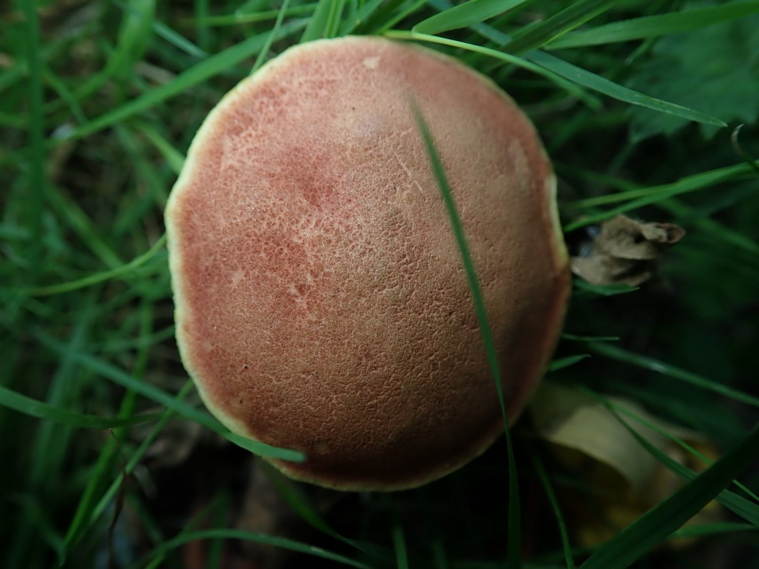Le Bolet framboise (Hortiboletus rubellus) - SOMYLA