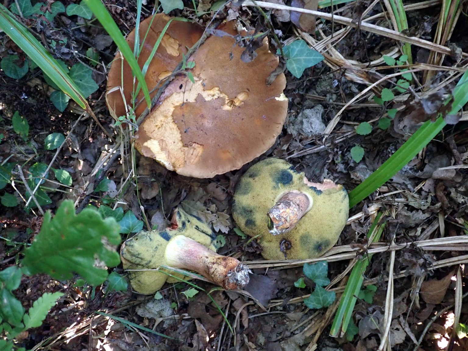 Le bolet odorant (Lanmaoa fragrans) - SOMYLA