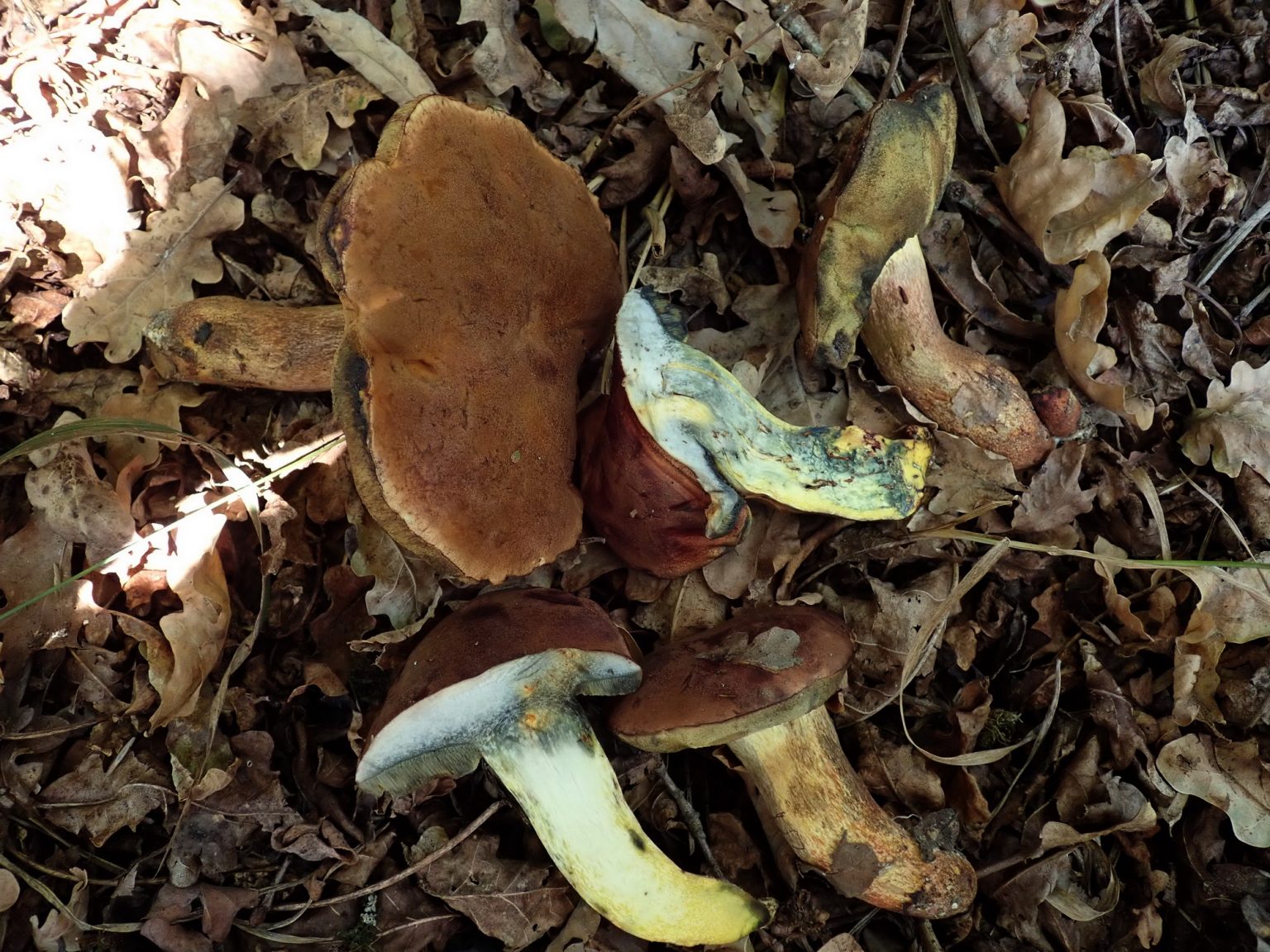 Le bolet odorant (Lanmaoa fragrans) - SOMYLA