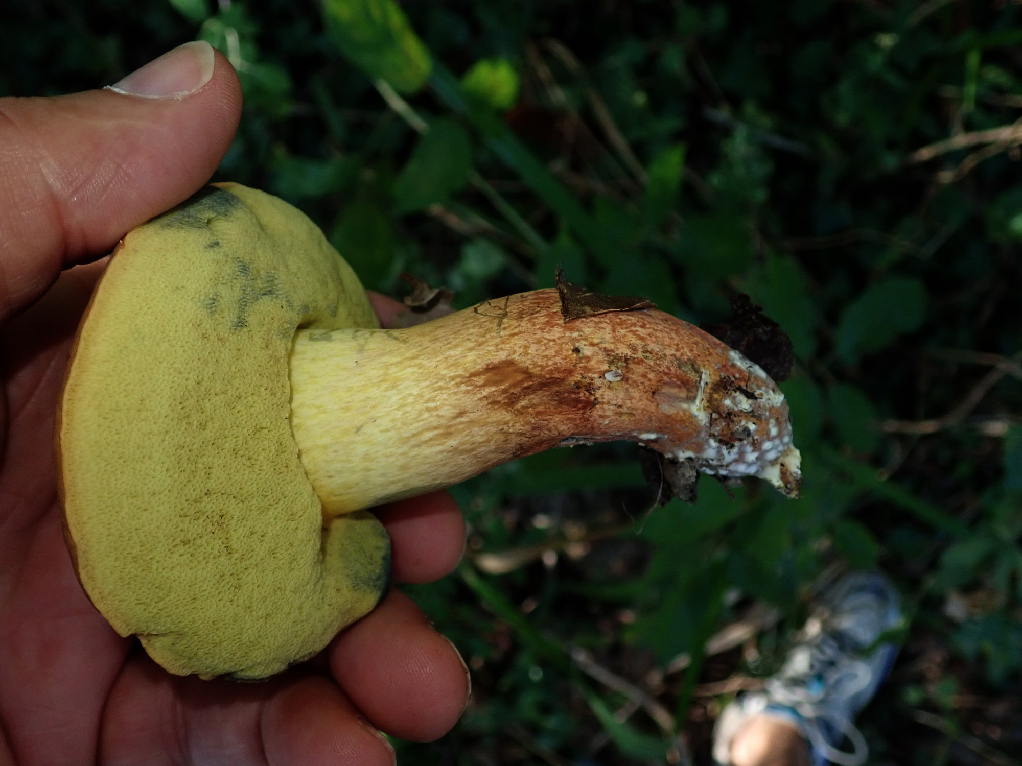 Le bolet odorant (Lanmaoa fragrans) - SOMYLA